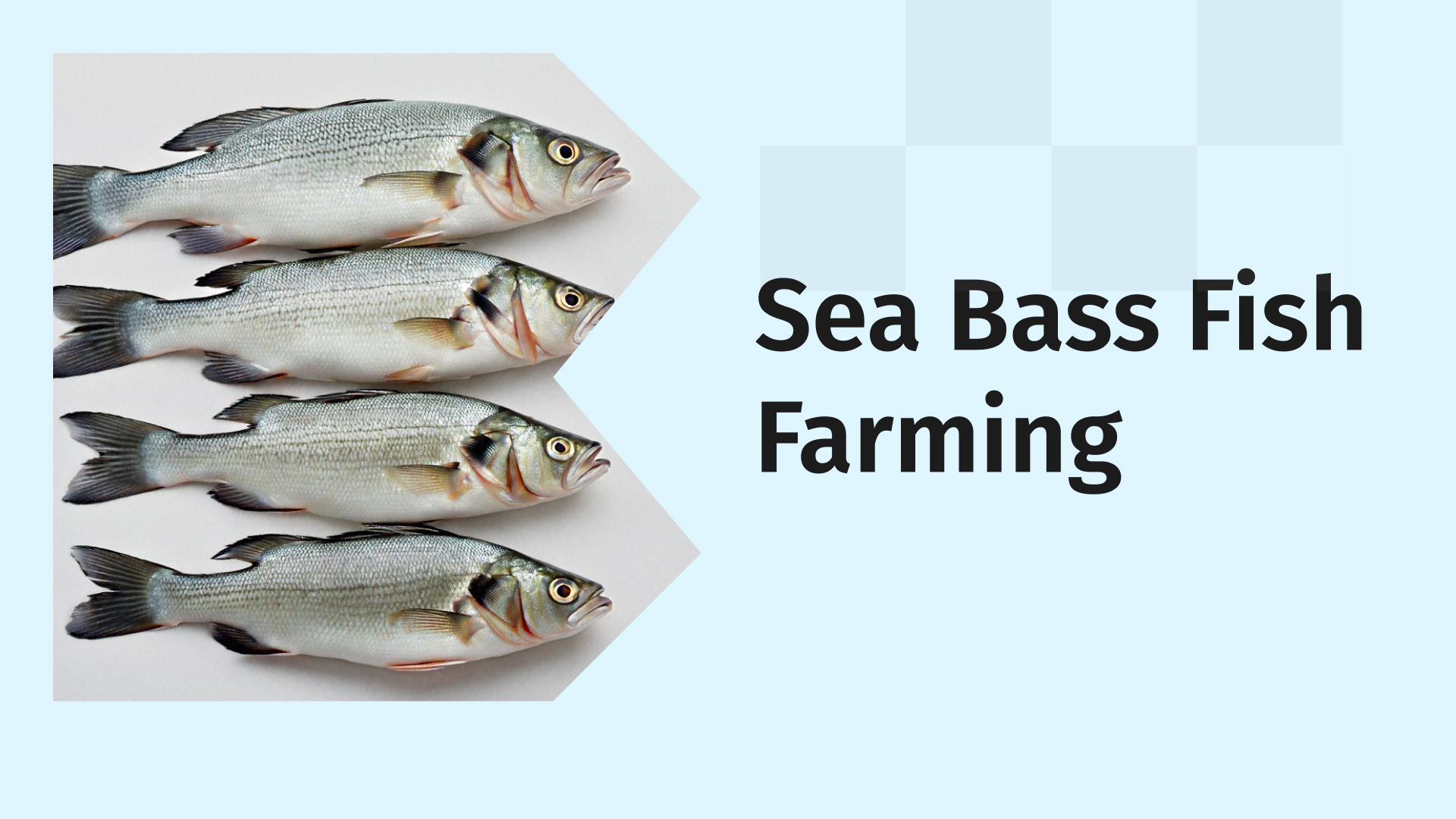 Earn more than Rs.5 crores With Sea Bass Fish Farming [2023]